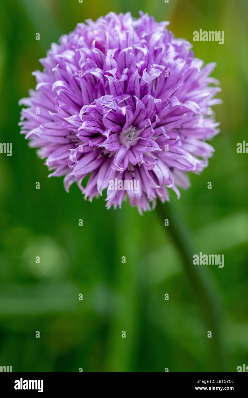 Purple chive flower Stock Photo - Alamy