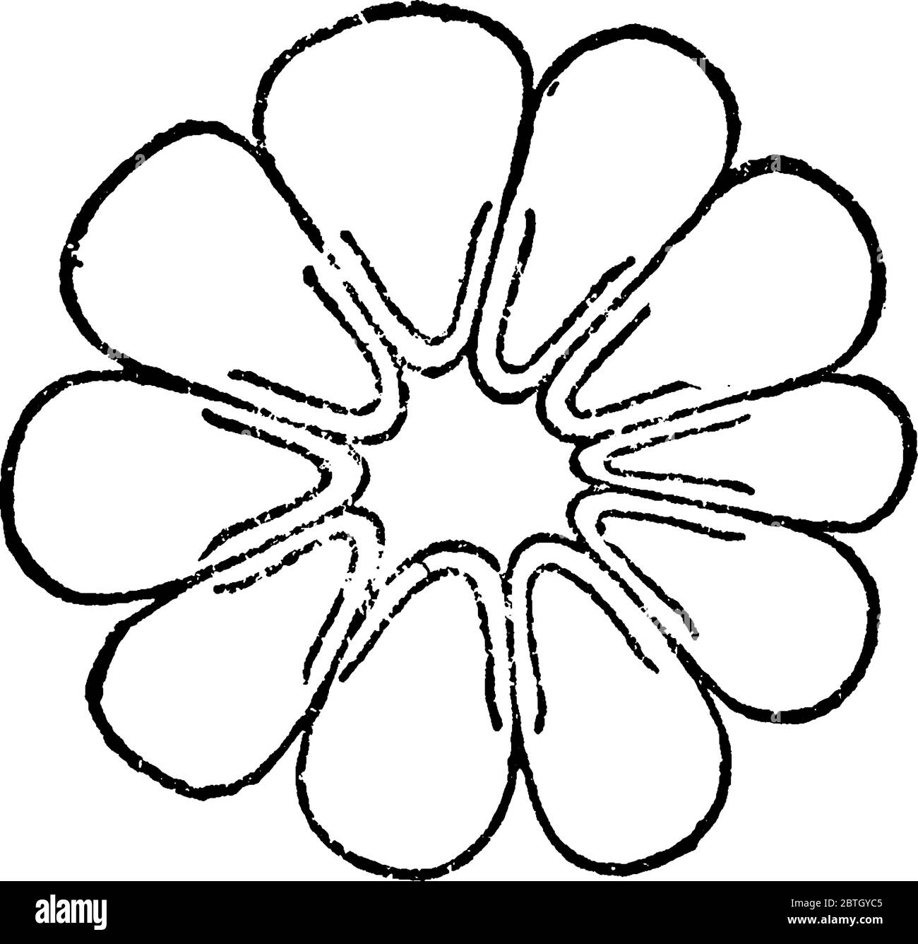 A typical representation of the transverse section of a retinula of the ...