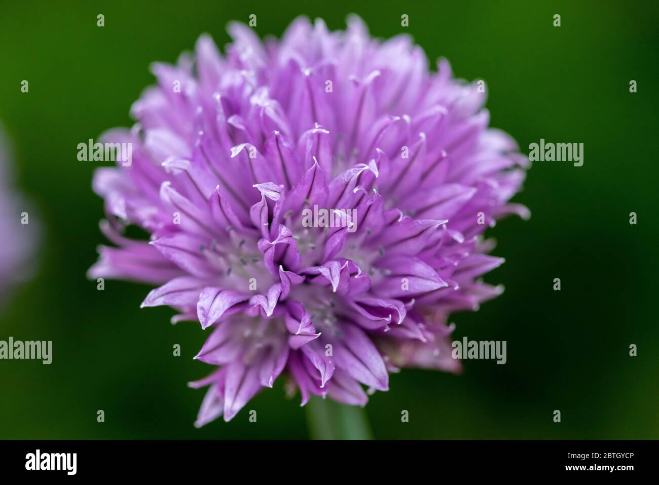 Purple chive flower Stock Photo - Alamy