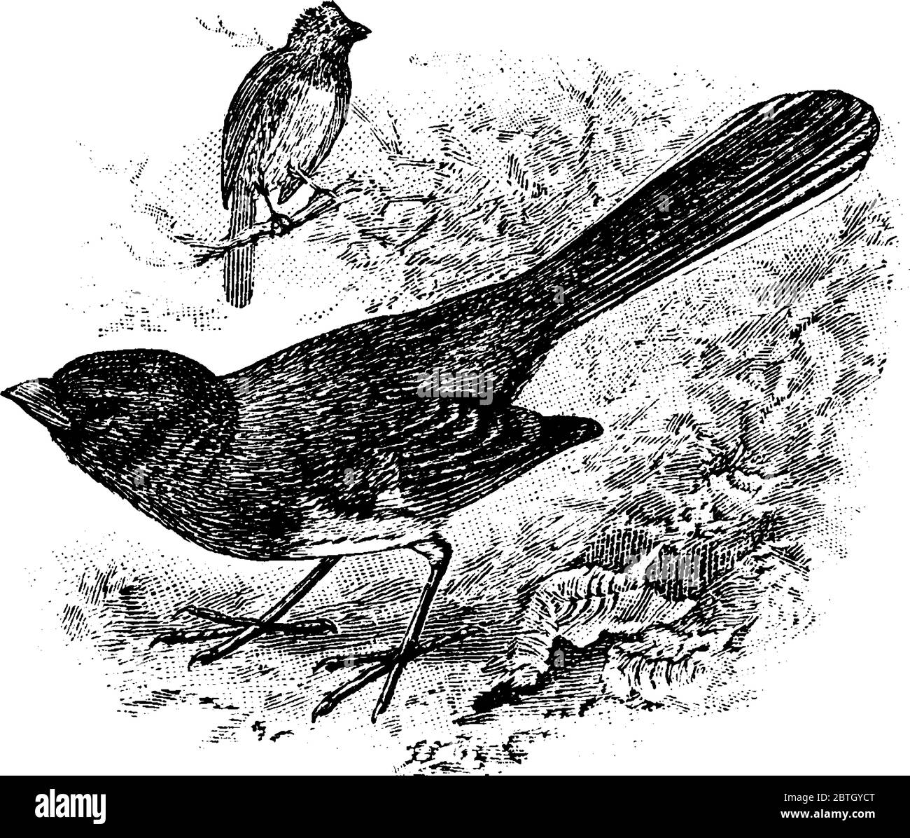 Two birds feet Stock Vector Images - Alamy