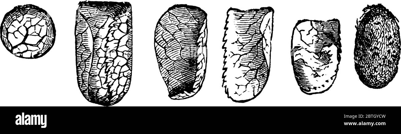 A typical representation of the leaf cutter bee hi-res stock ...