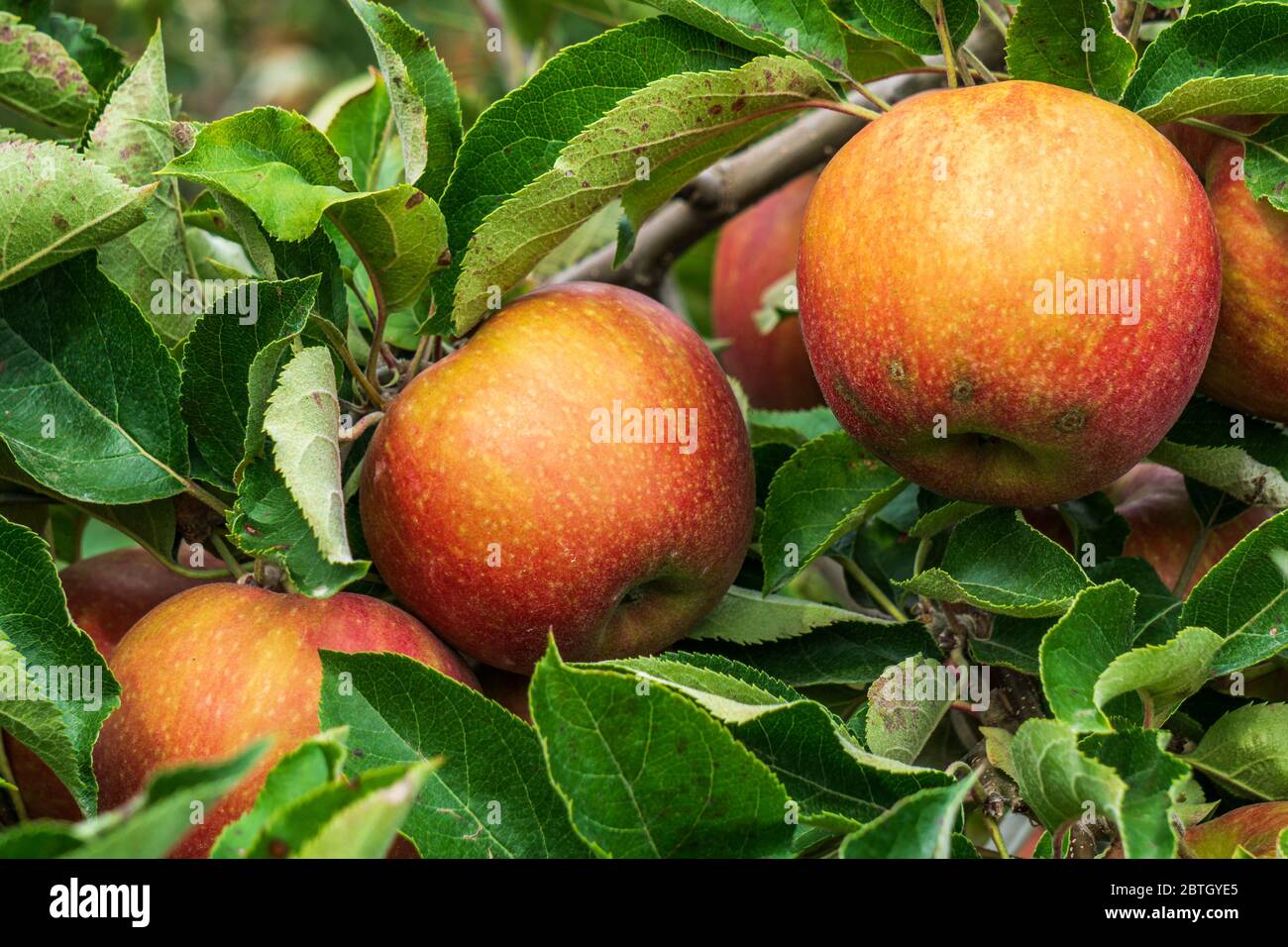 ripe apples honeycrisp on apple tree branch Stock Photo - Alamy
