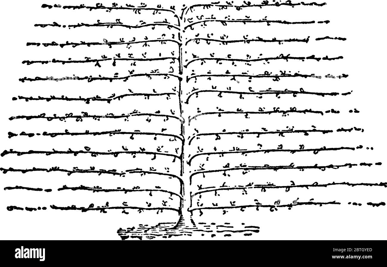 Trained horizontally Stock Vector Images - Alamy