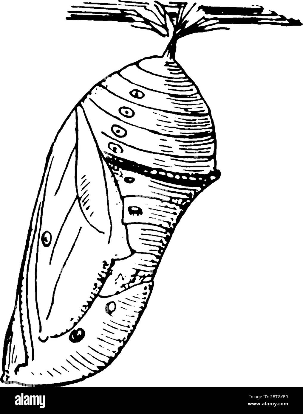 Butterflies pupa stage Stock Vector Images - Alamy