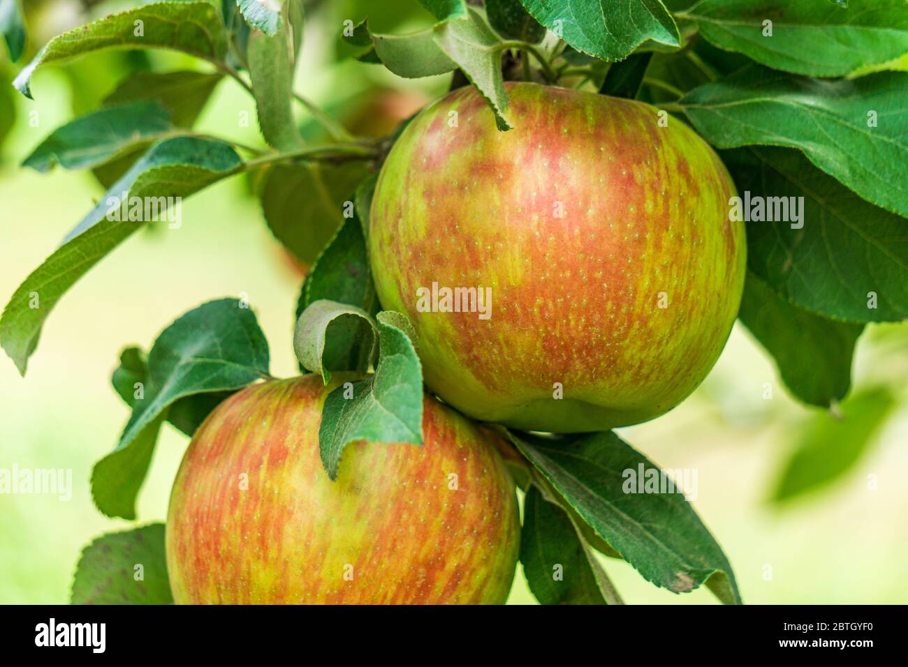 Honeycrisp apple tree hi-res stock photography and images - Alamy