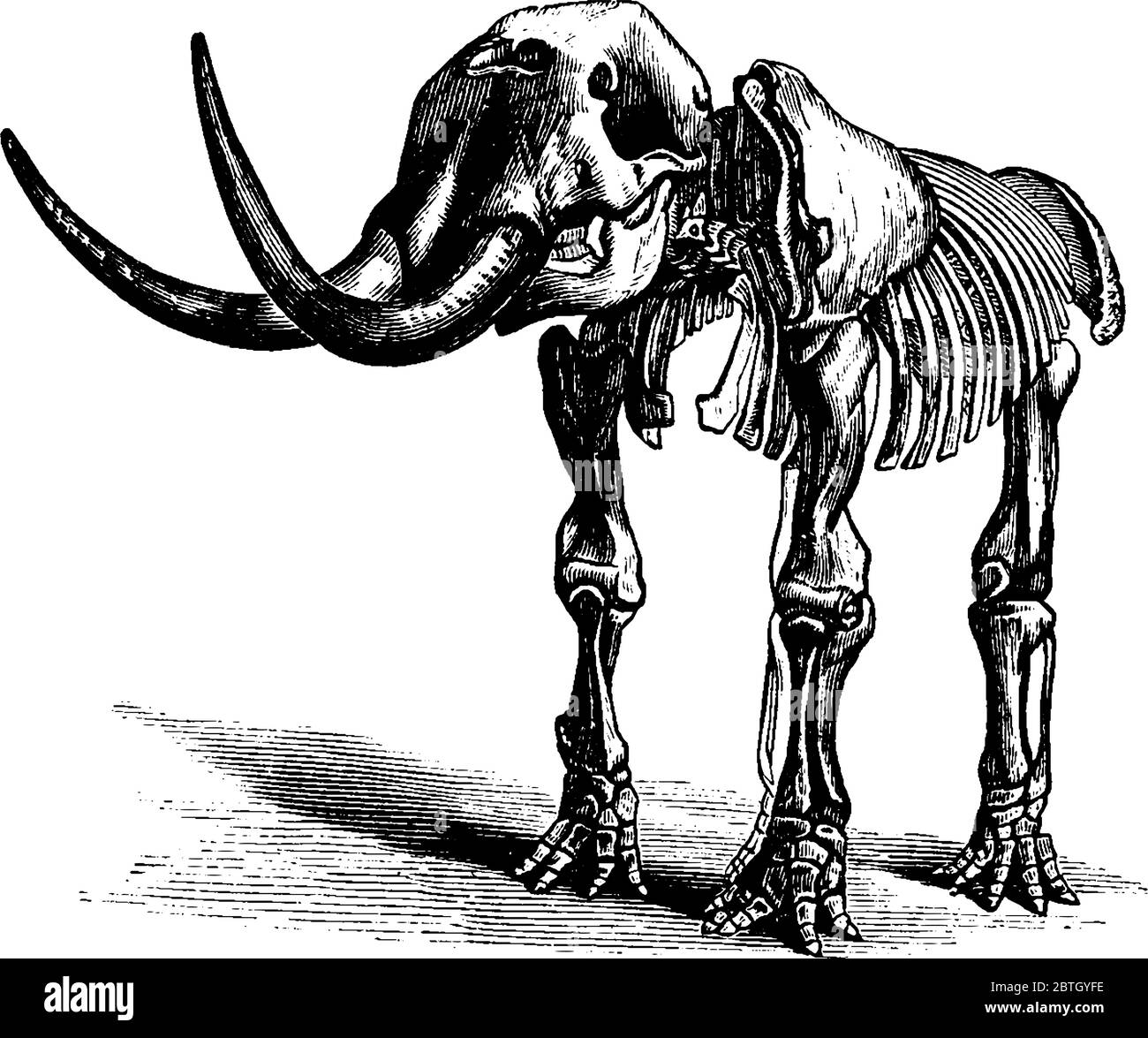 Mastodon Animal Artwork