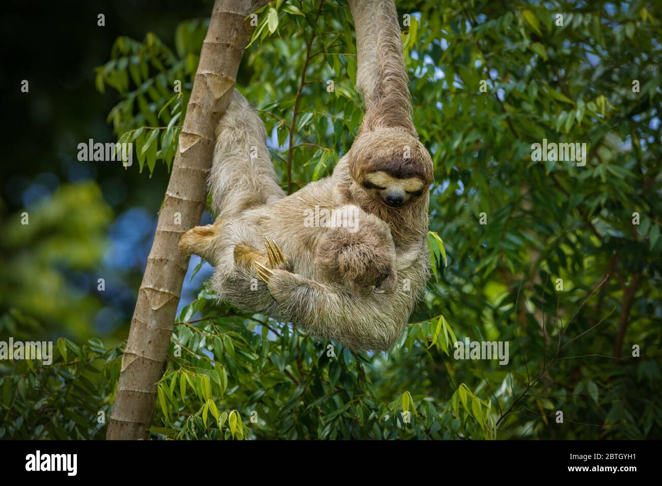 Three-toed sloth mother and young, Bradypus variegatus, in the ...