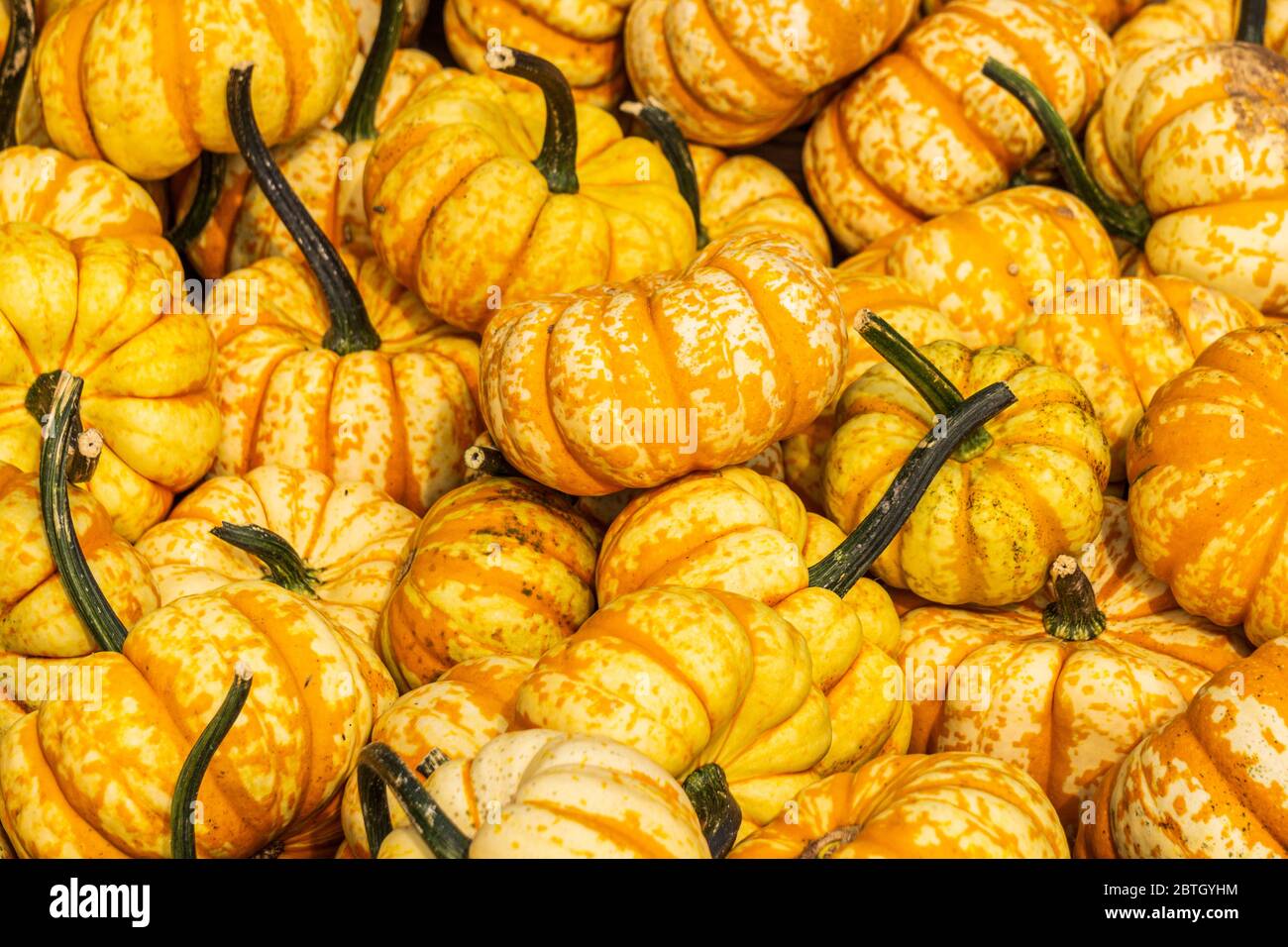 Lots of pumpkins all around at open air market vivid colors Stock Photo ...