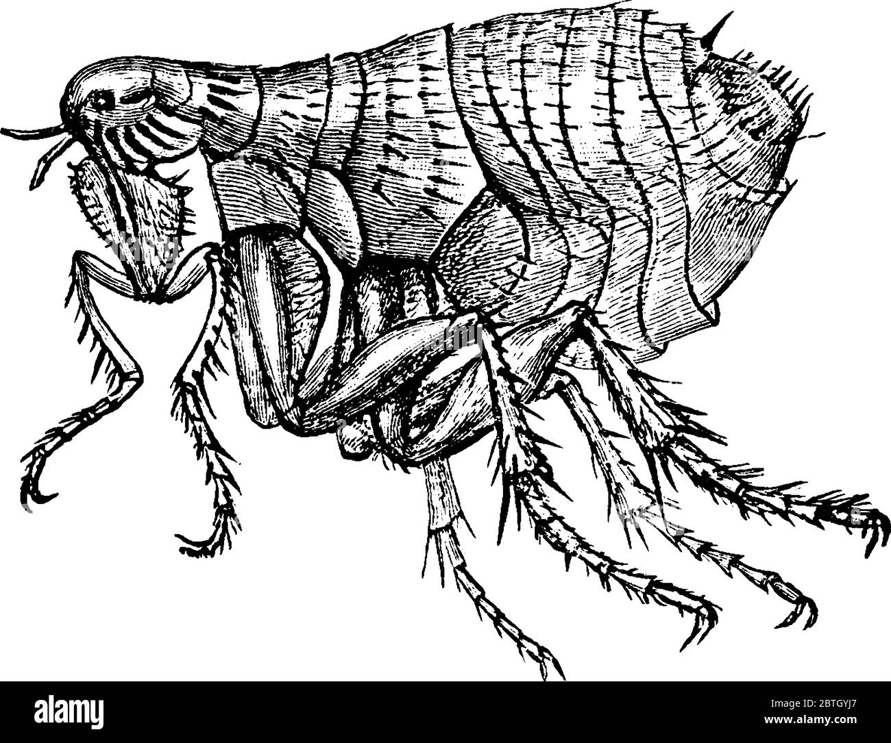 figure shows Human Flea, It is one of six species in the genus Pulex ...