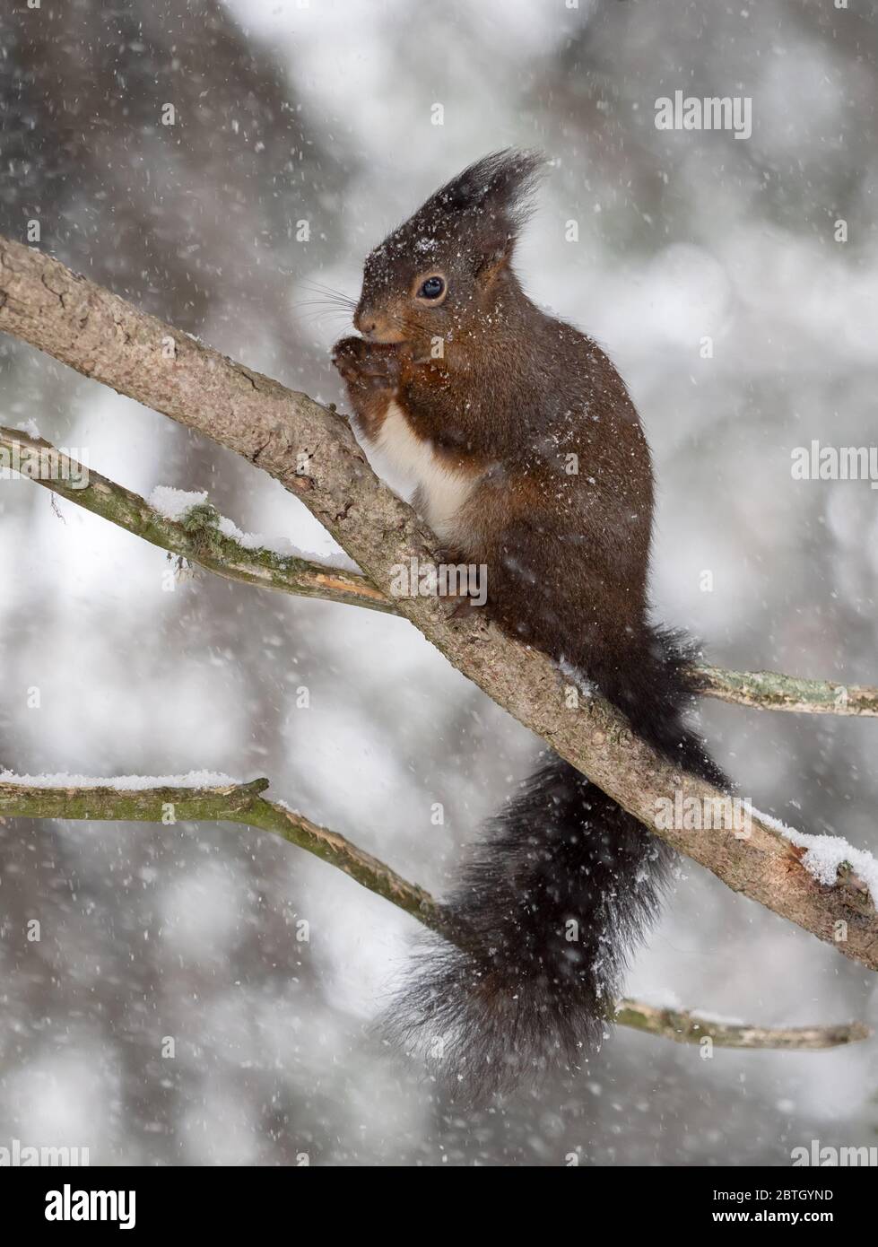 Baby Squirrel Snow High Resolution Stock Photography and Images - Alamy