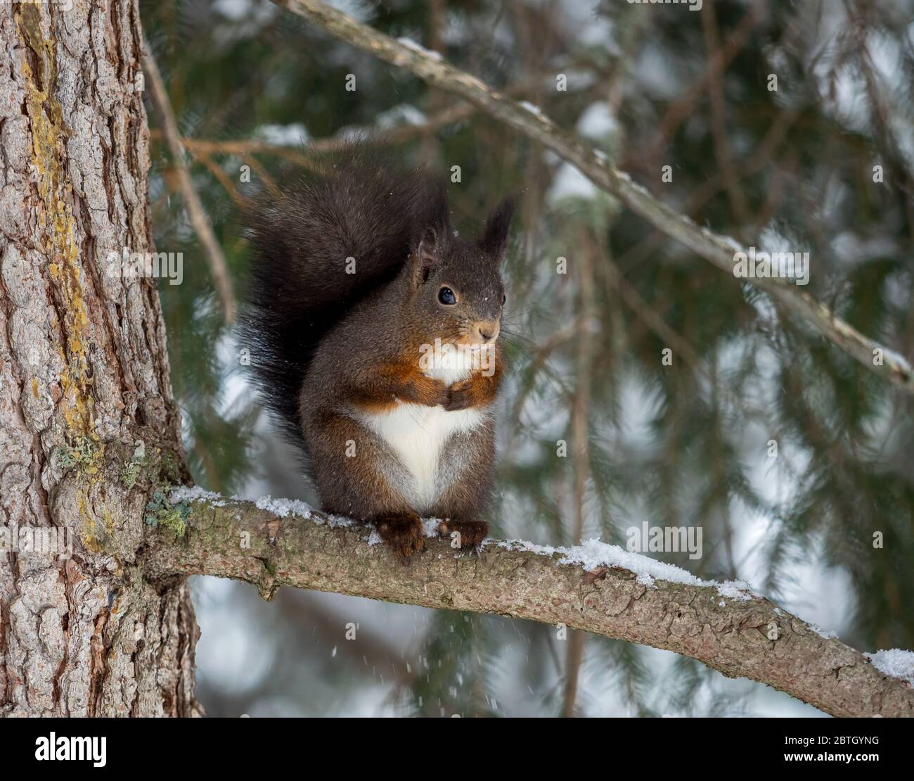 Baby squirrel in snow hi-res stock photography and images - Alamy
