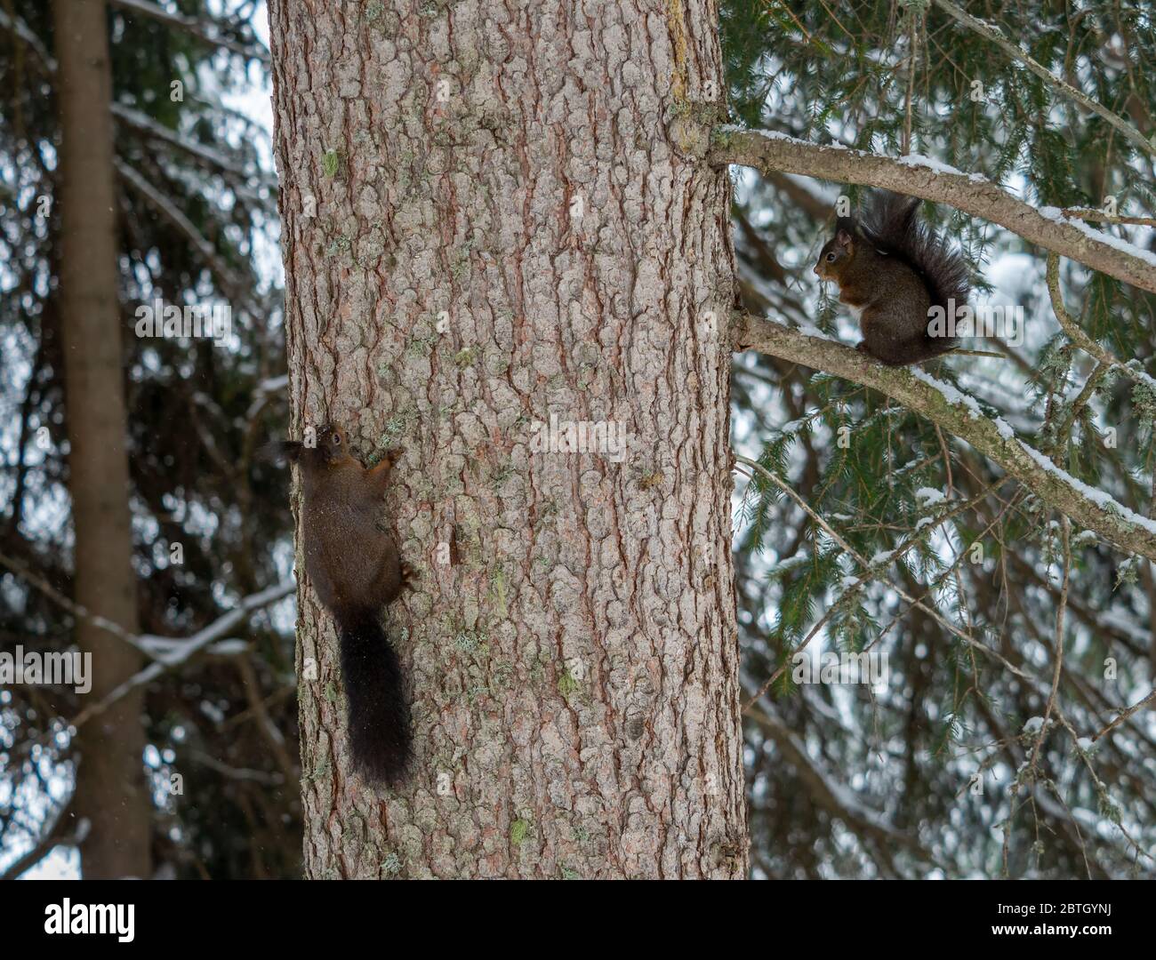 Squirrel in the winter forest Stock Photo - Alamy