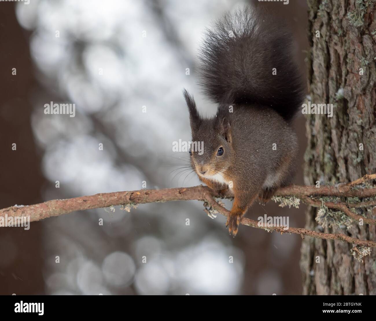 Baby squirrel in snow hi-res stock photography and images - Alamy