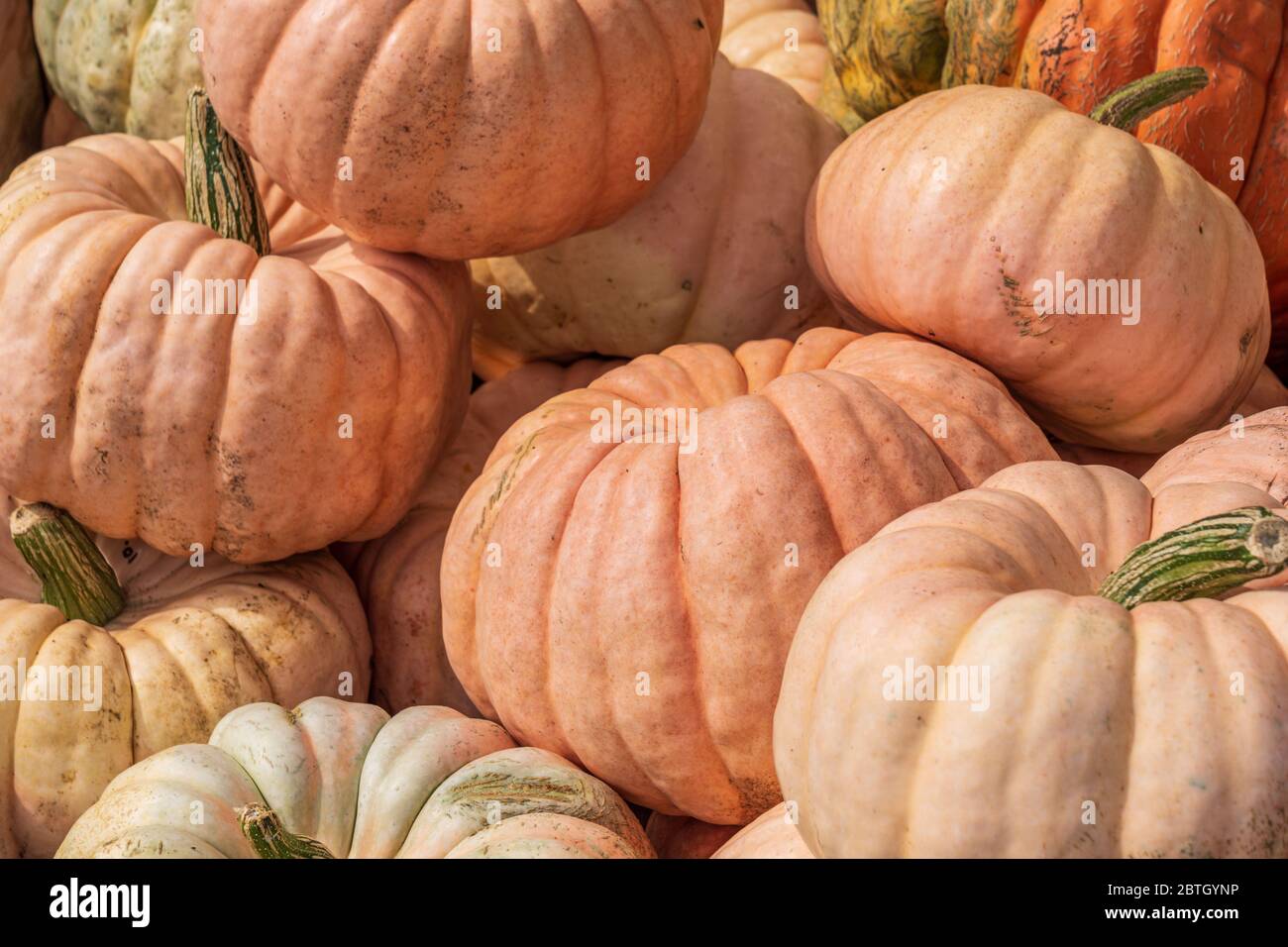 Lots of pumpkins hi-res stock photography and images - Alamy