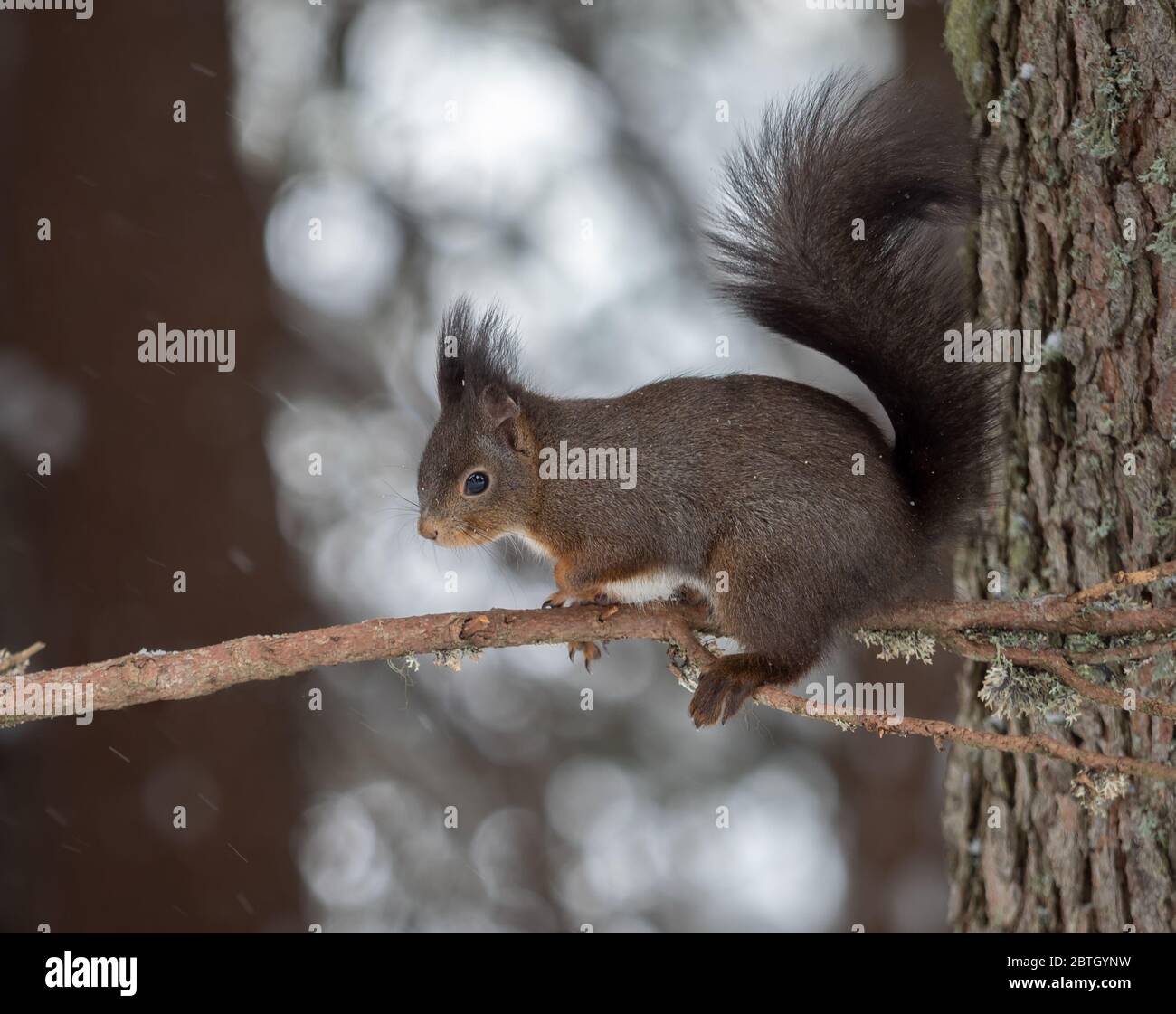 Baby squirrel snow hi-res stock photography and images - Alamy