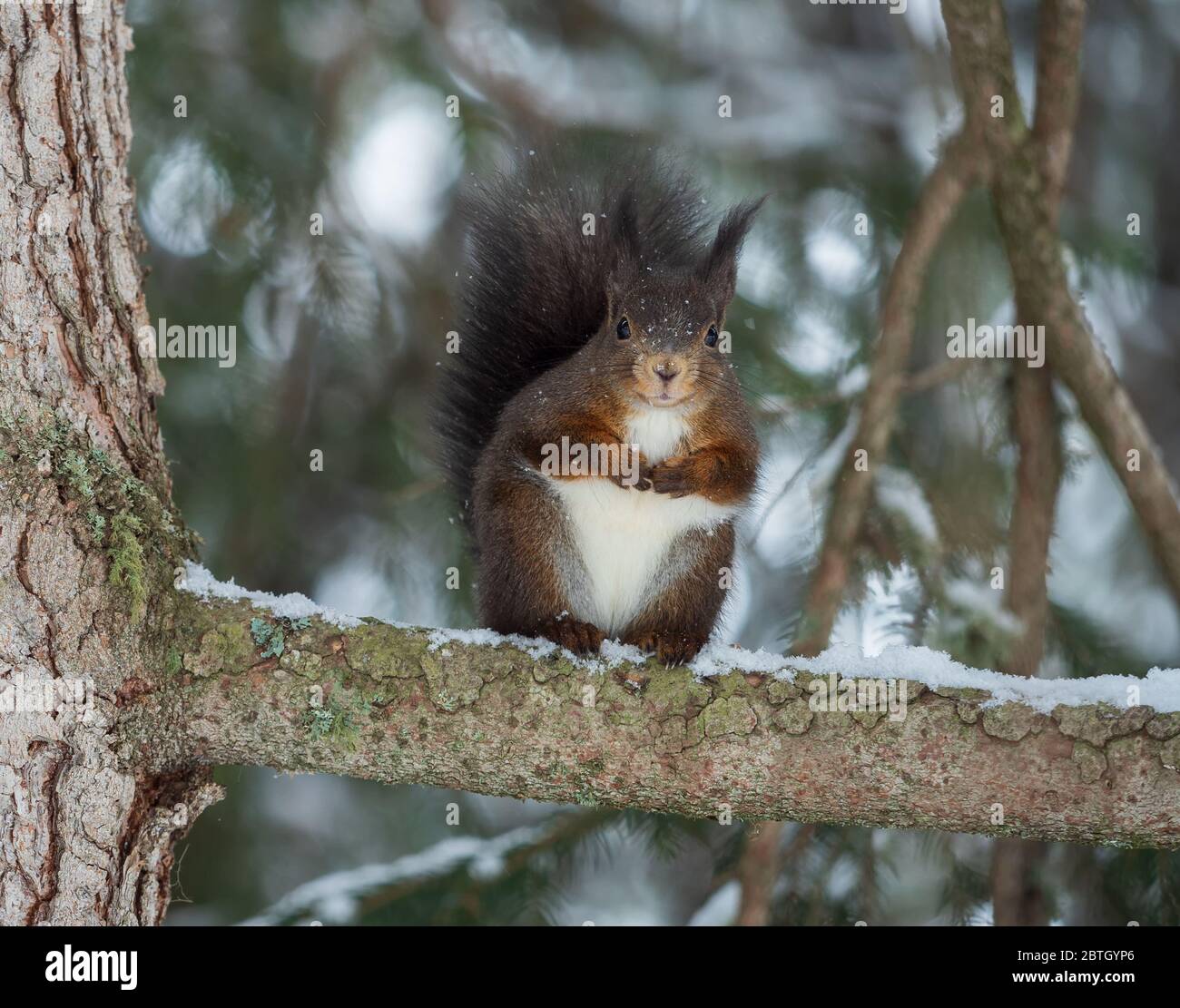 Baby squirrel snow hi-res stock photography and images - Alamy