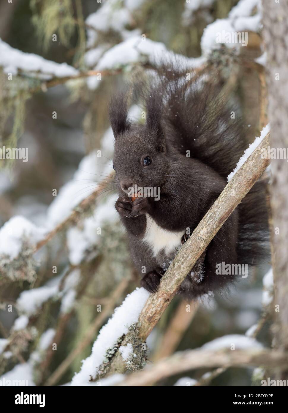 Baby squirrel in snow hi-res stock photography and images - Alamy