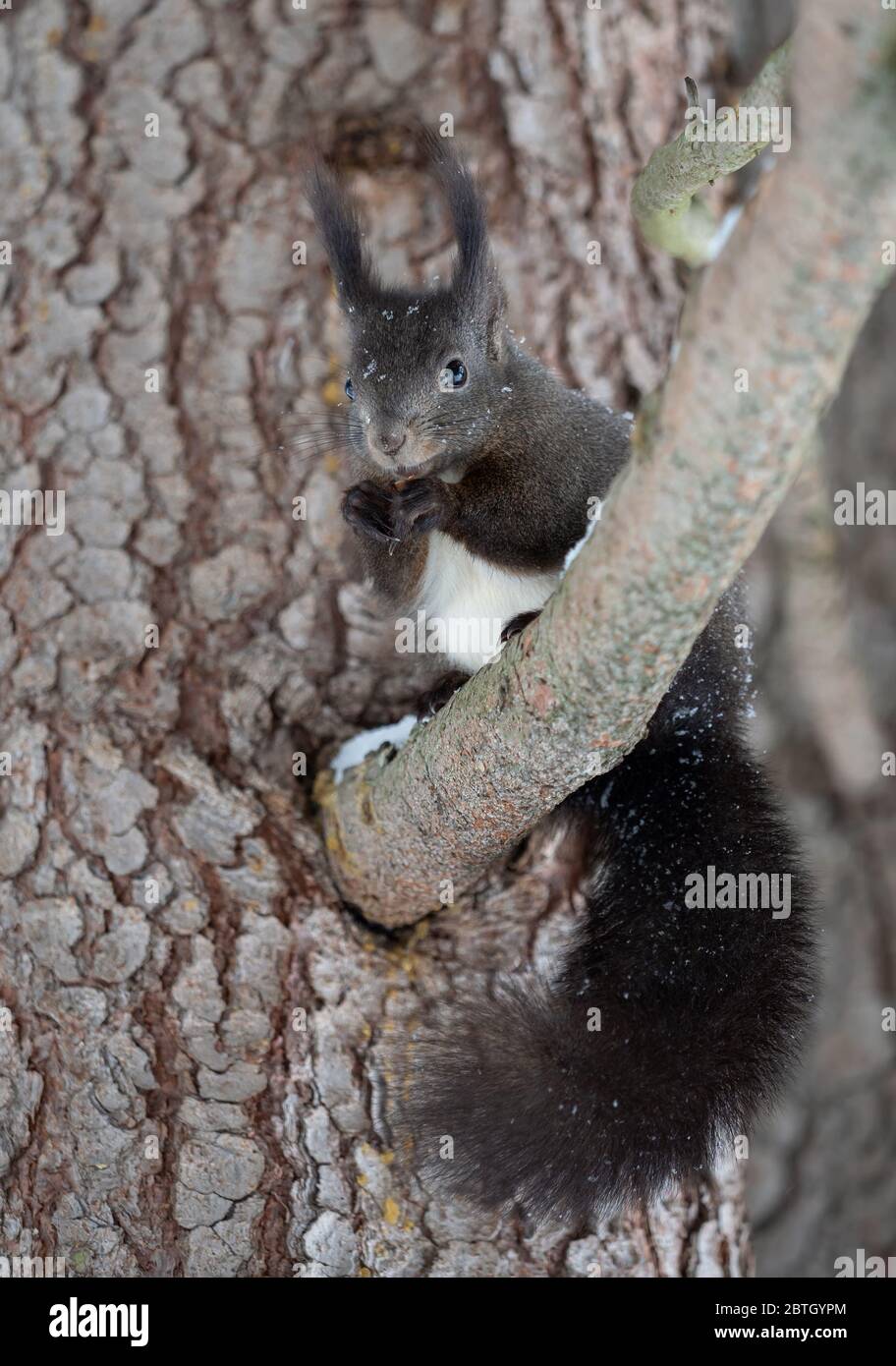Baby squirrel snow hi-res stock photography and images - Alamy