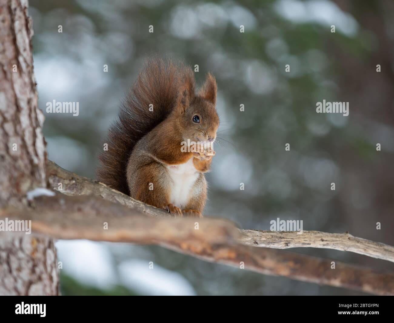 Baby Squirrel Snow High Resolution Stock Photography and Images - Alamy