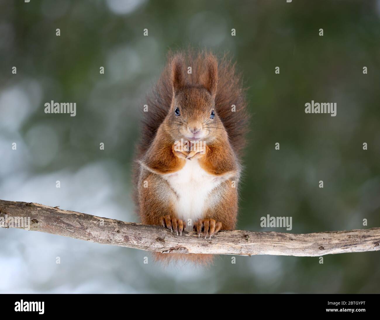 Baby Squirrel Snow High Resolution Stock Photography and Images - Alamy