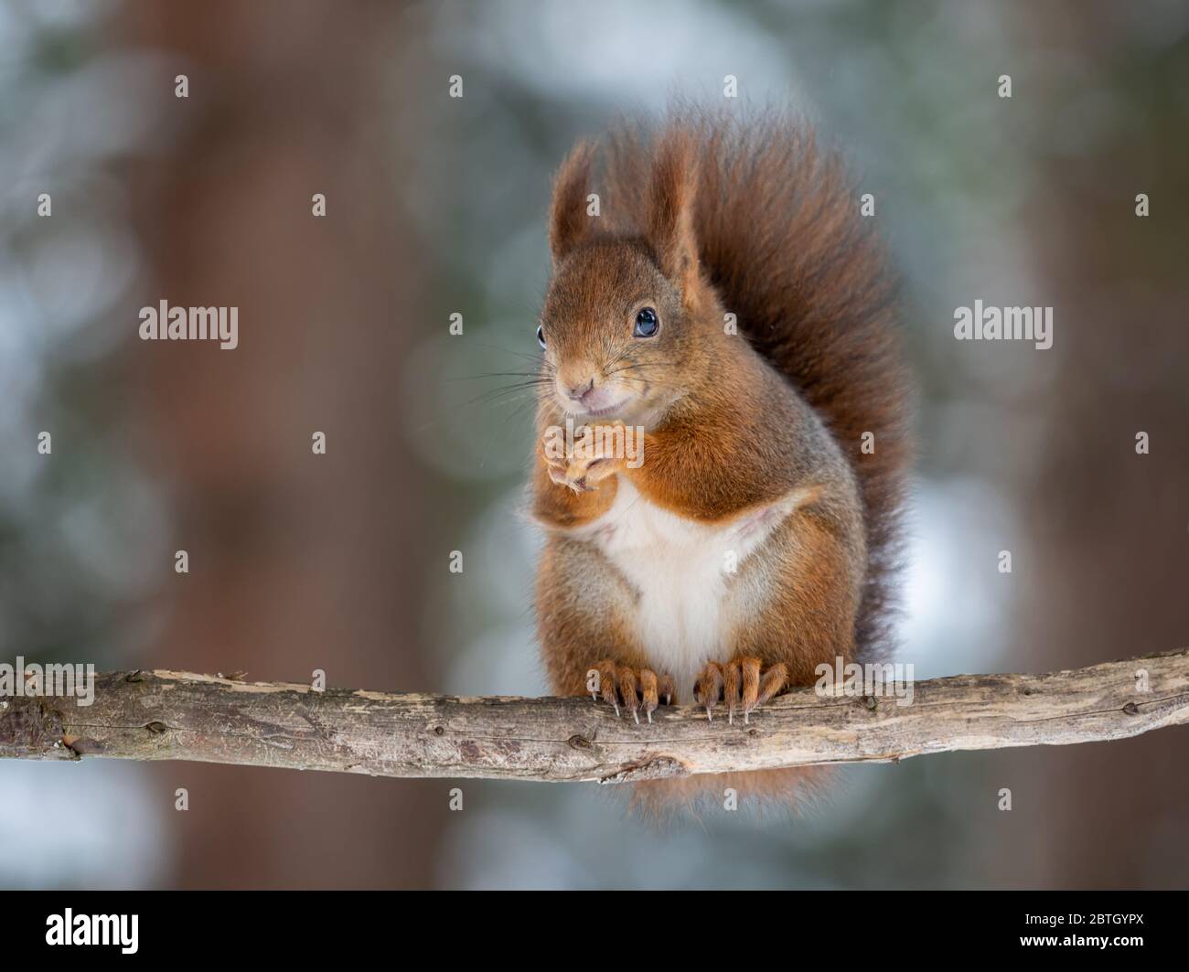 Baby squirrel in snow hi-res stock photography and images - Alamy