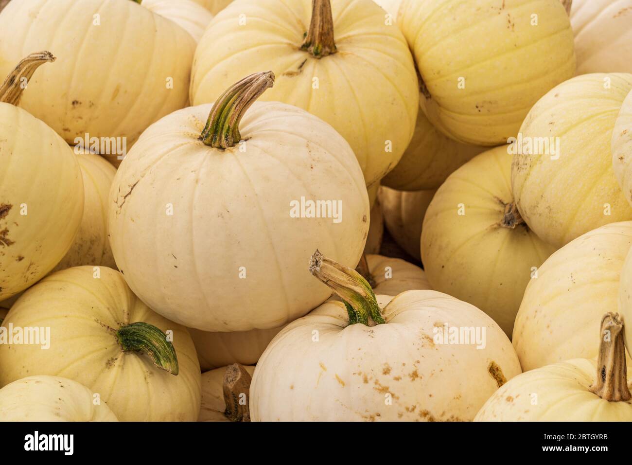 Lots of pumpkins all around at open air market vivid colors Stock Photo ...