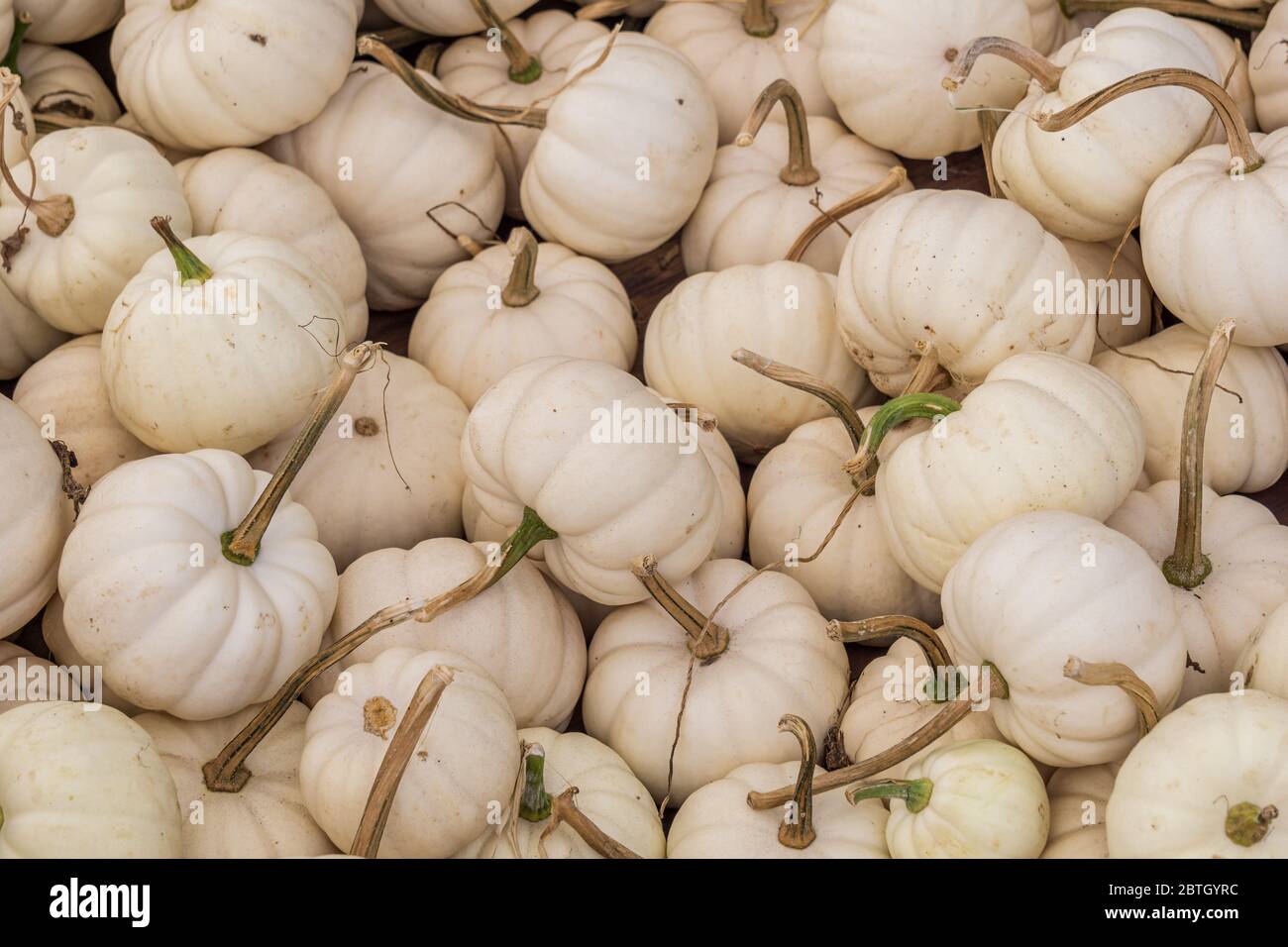 Lots of pumpkins all around at open air market vivid colors Stock Photo ...