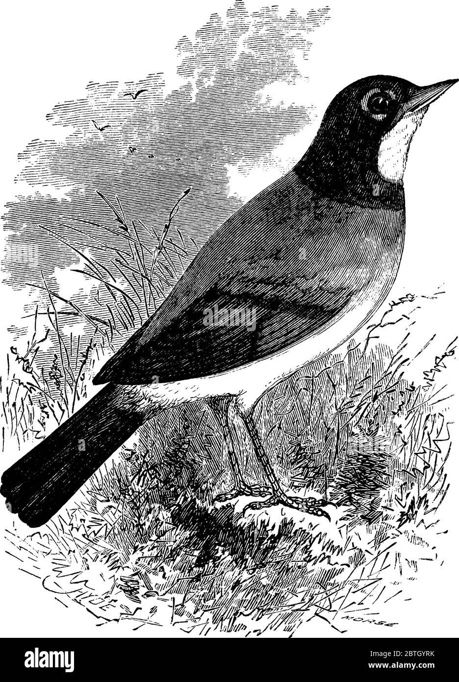 Line drawing robin Cut Out Stock Images & Pictures - Alamy