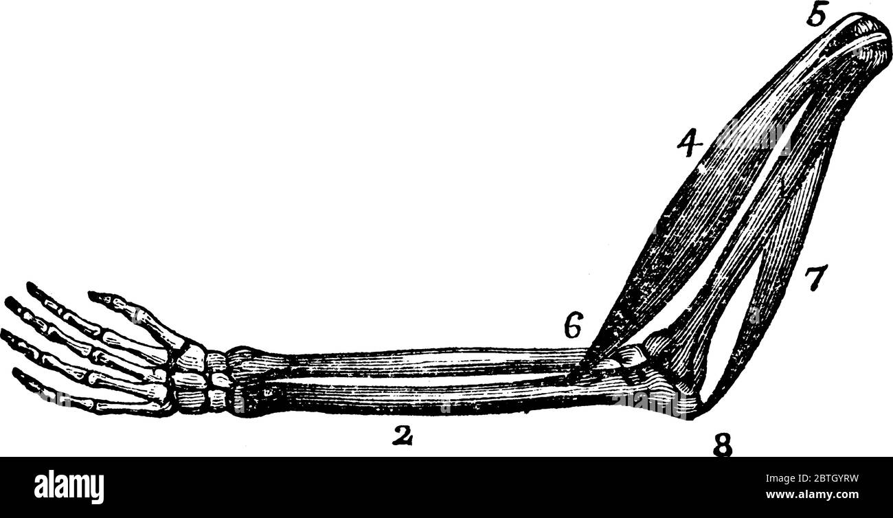 Muscles of arm are shown it include flexor and extensors and these ...