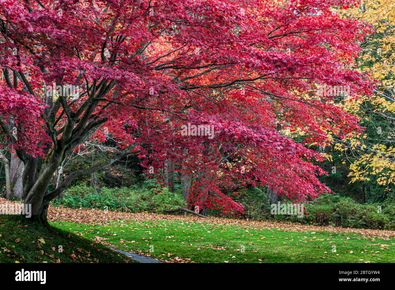 Ren tree hi-res stock photography and images - Alamy