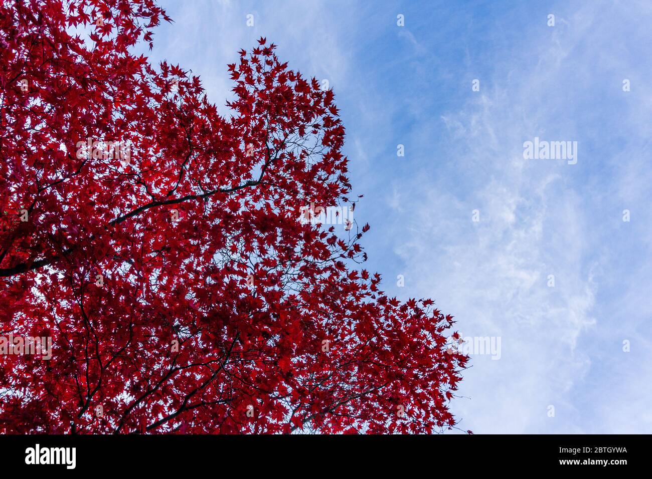 Ren tree hi-res stock photography and images - Alamy