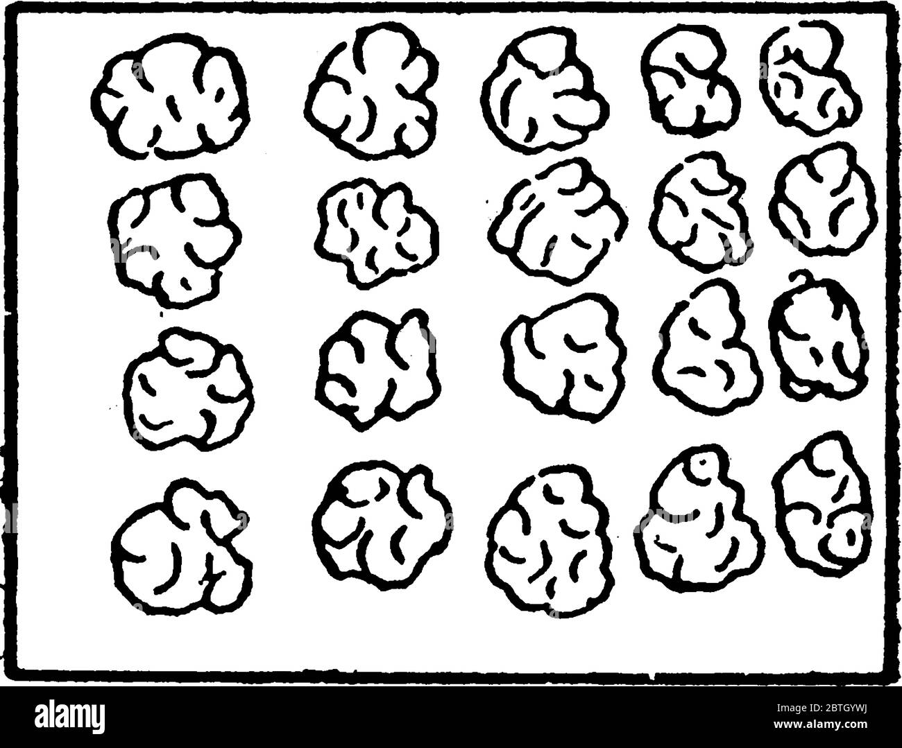 The typical representation of the orchard on a topographical map ...
