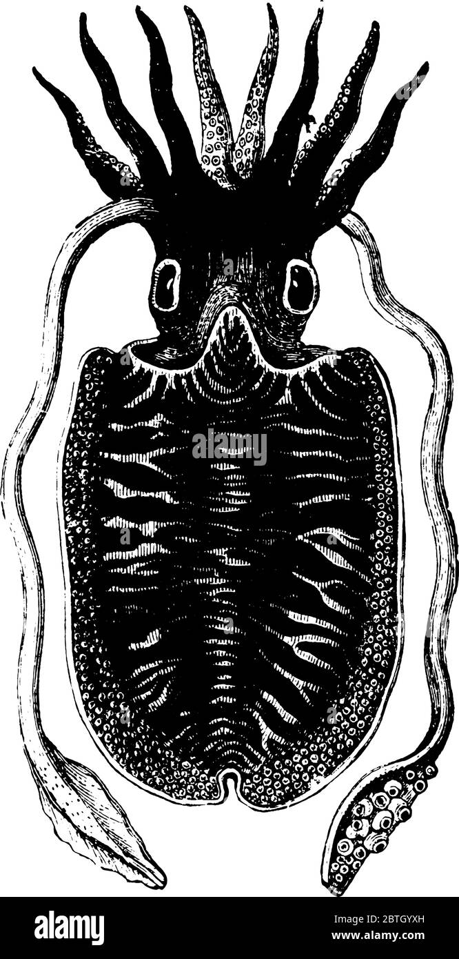 Marine mollusk belongs to class of octopus having unique internal shell ...