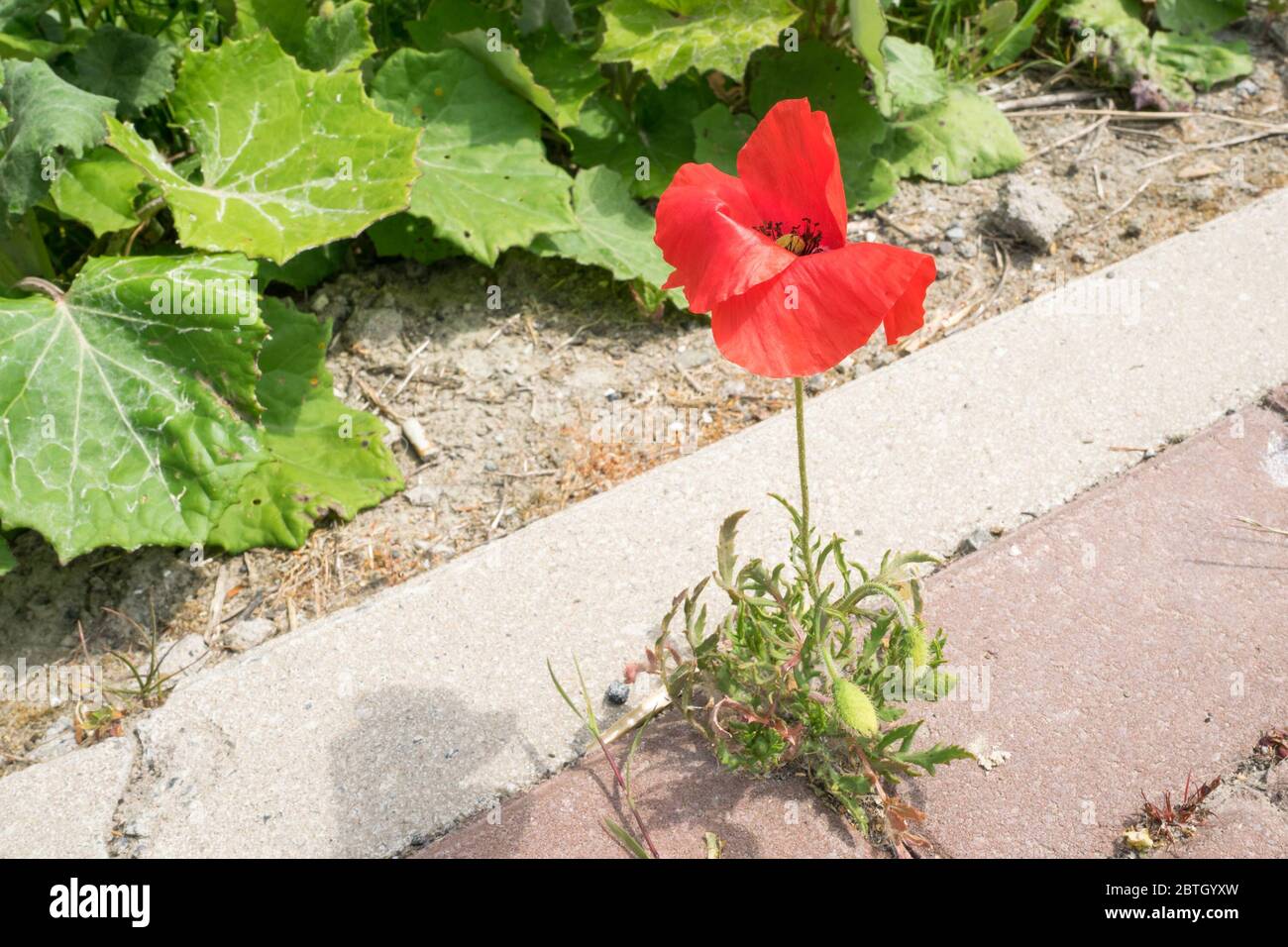 Single vibrant red poppy (Papaver somniferum) flower on the side of the ...