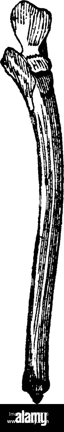 A typical representation of the human humerus, that moves freely by a ...