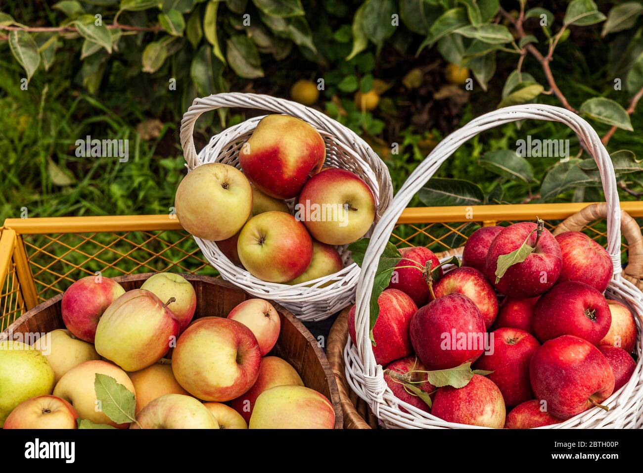 lots of apples in basket in the garden cart country farm Stock Photo ...