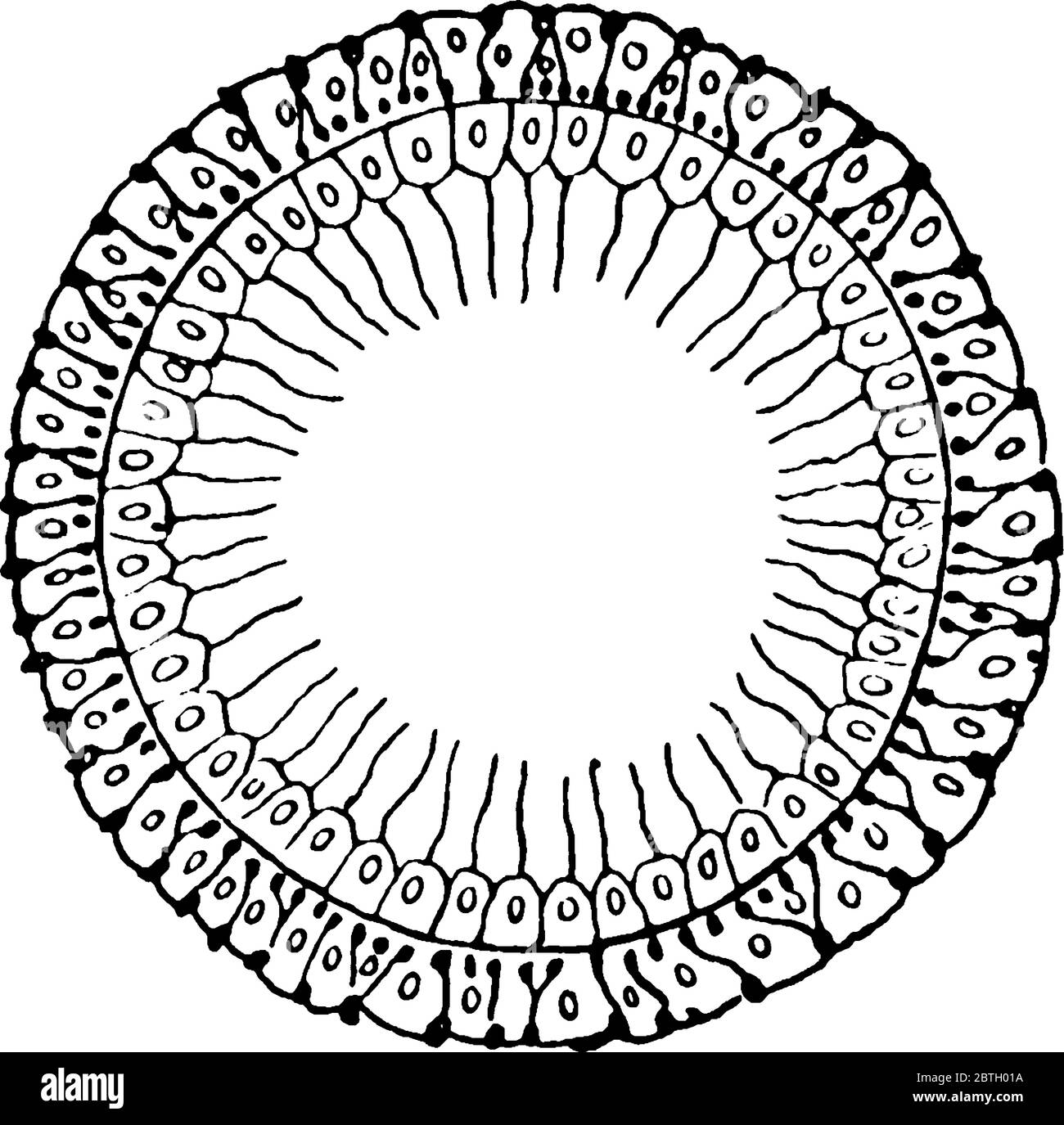 Hydra are in the Jellyfish family, class Hydrozoa. Cross-section of the ...