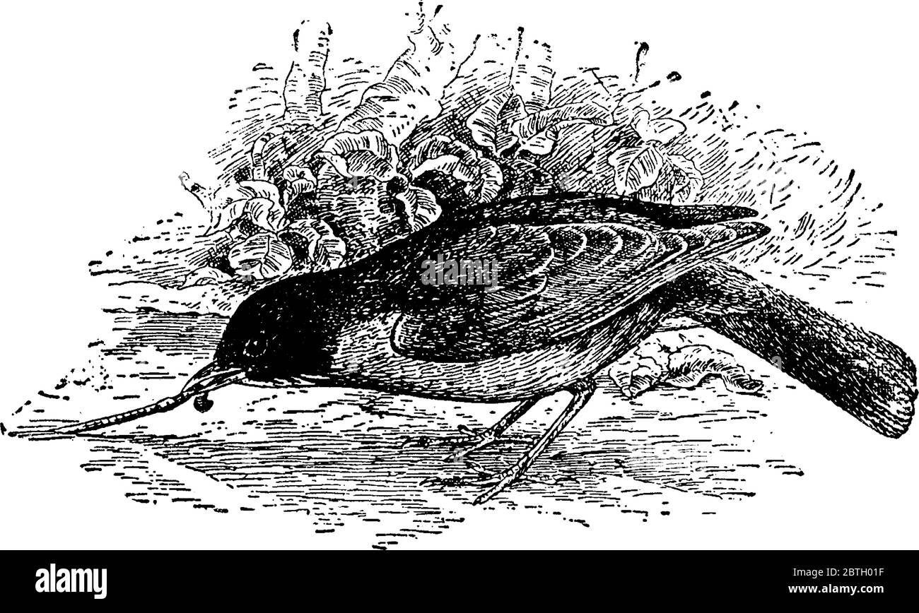 American robin is an insects eating bird, vintage line drawing or ...