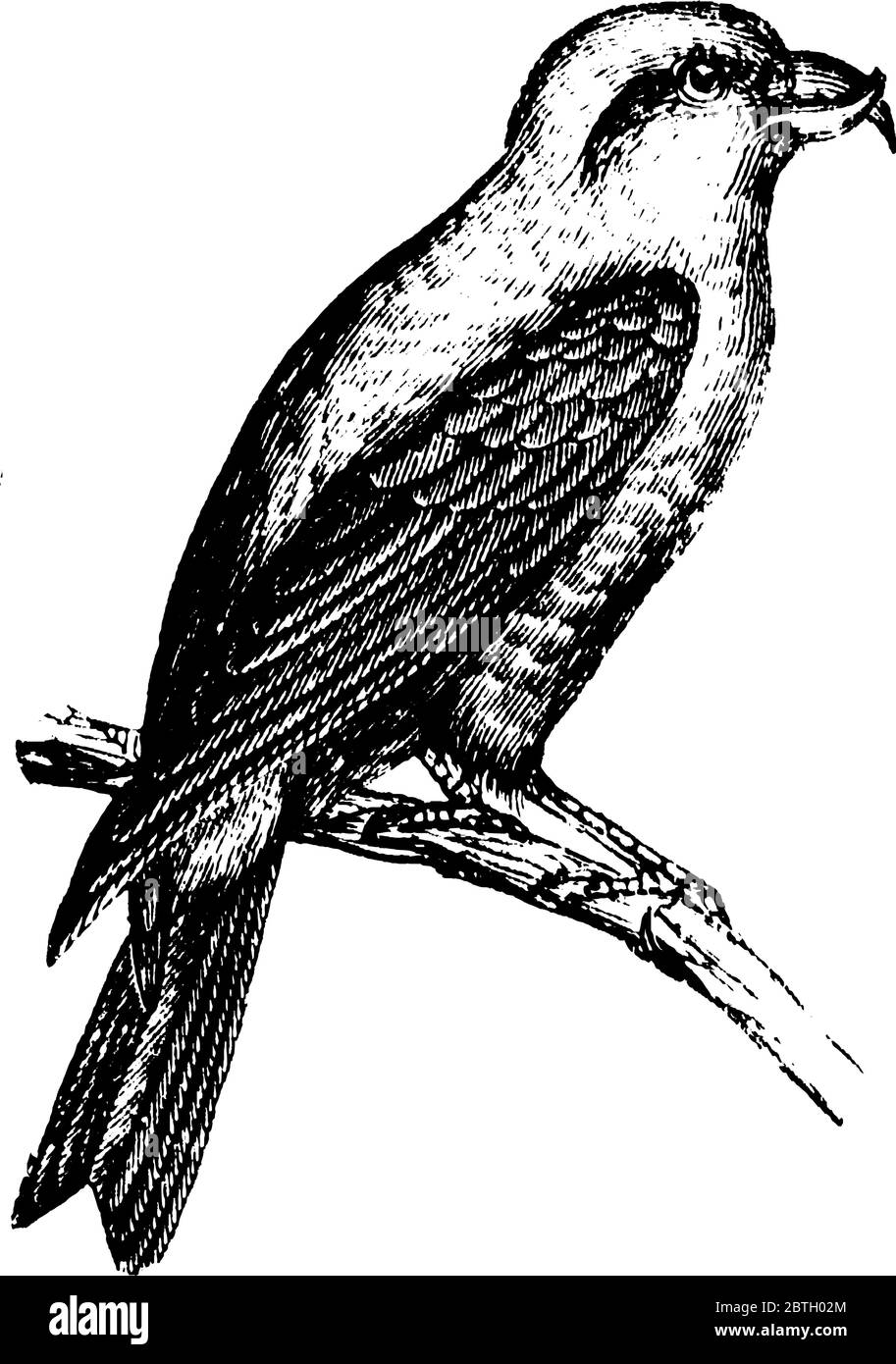 Known for their distinct crossed bill, these birds eat seed from mature ...