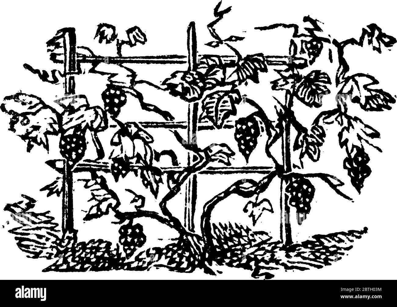 Grapevine on a wooden support, grapevine produce fruit which can be ...