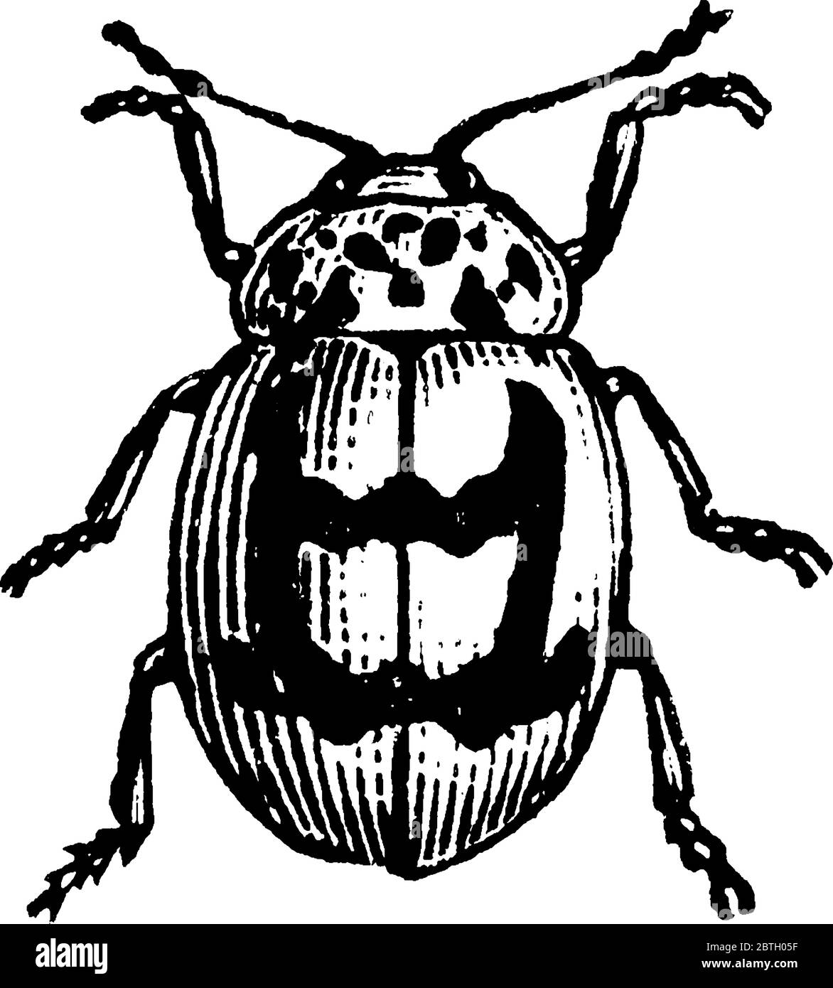 A fully grown ladybird, vintage line drawing or engraving illustration ...