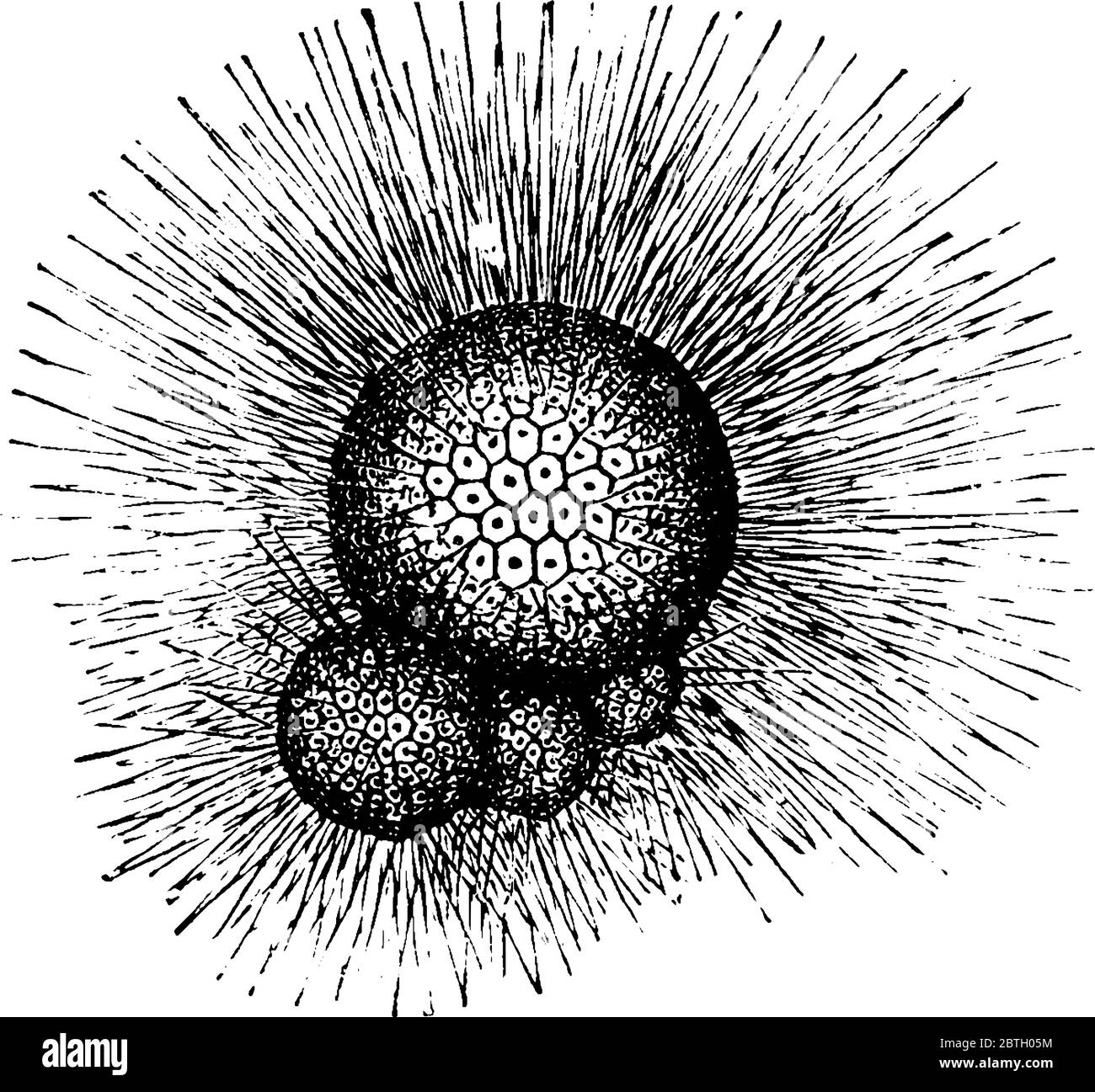 Planktonic Stock Vector Images - Alamy