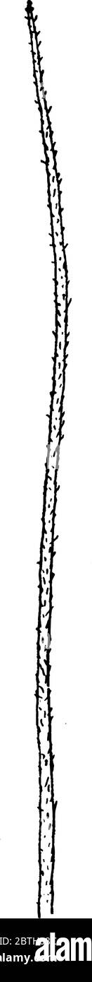 Hair strands vector Black and White Stock Photos & Images - Alamy