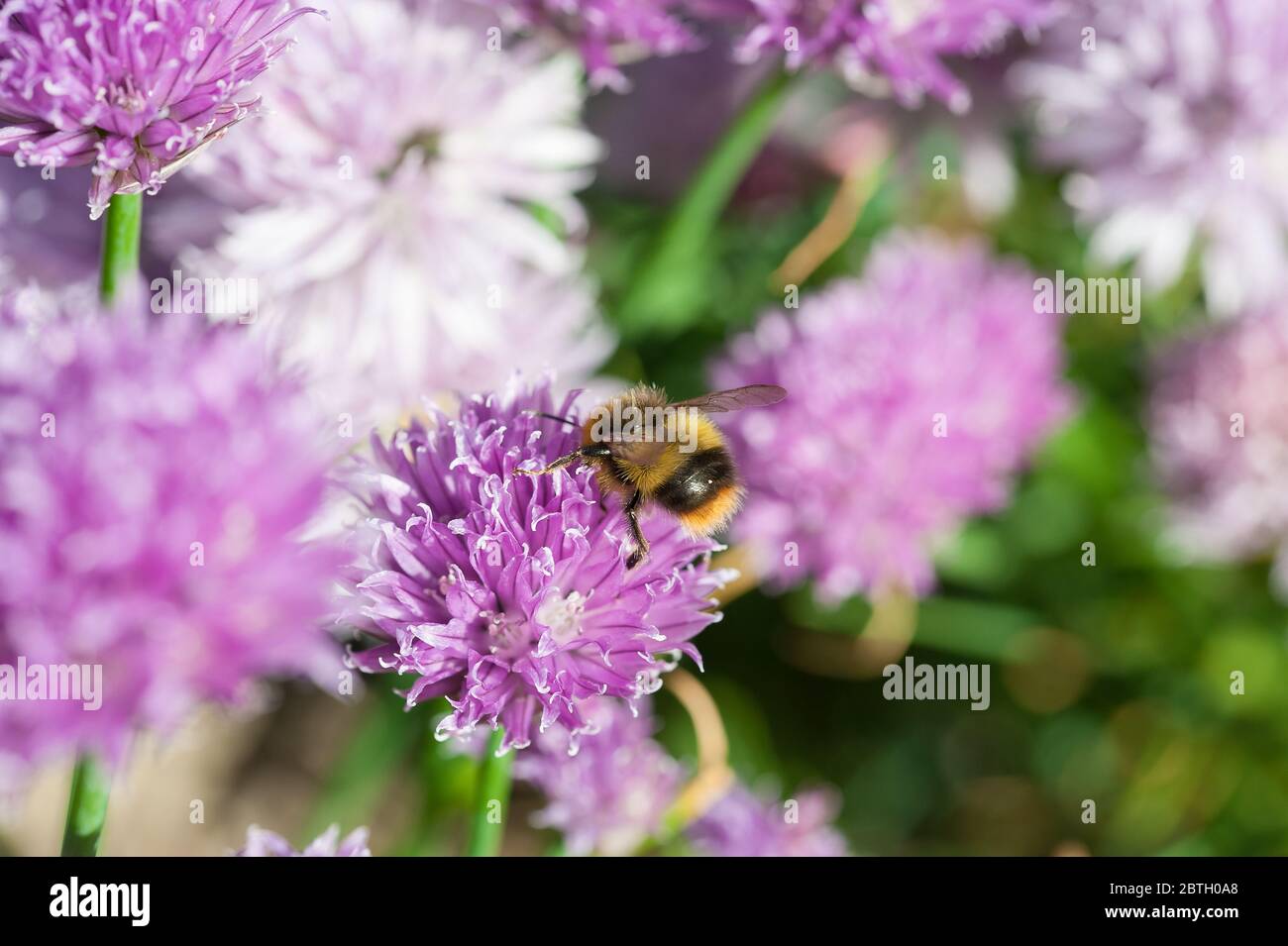 Sun loving species hi-res stock photography and images - Alamy