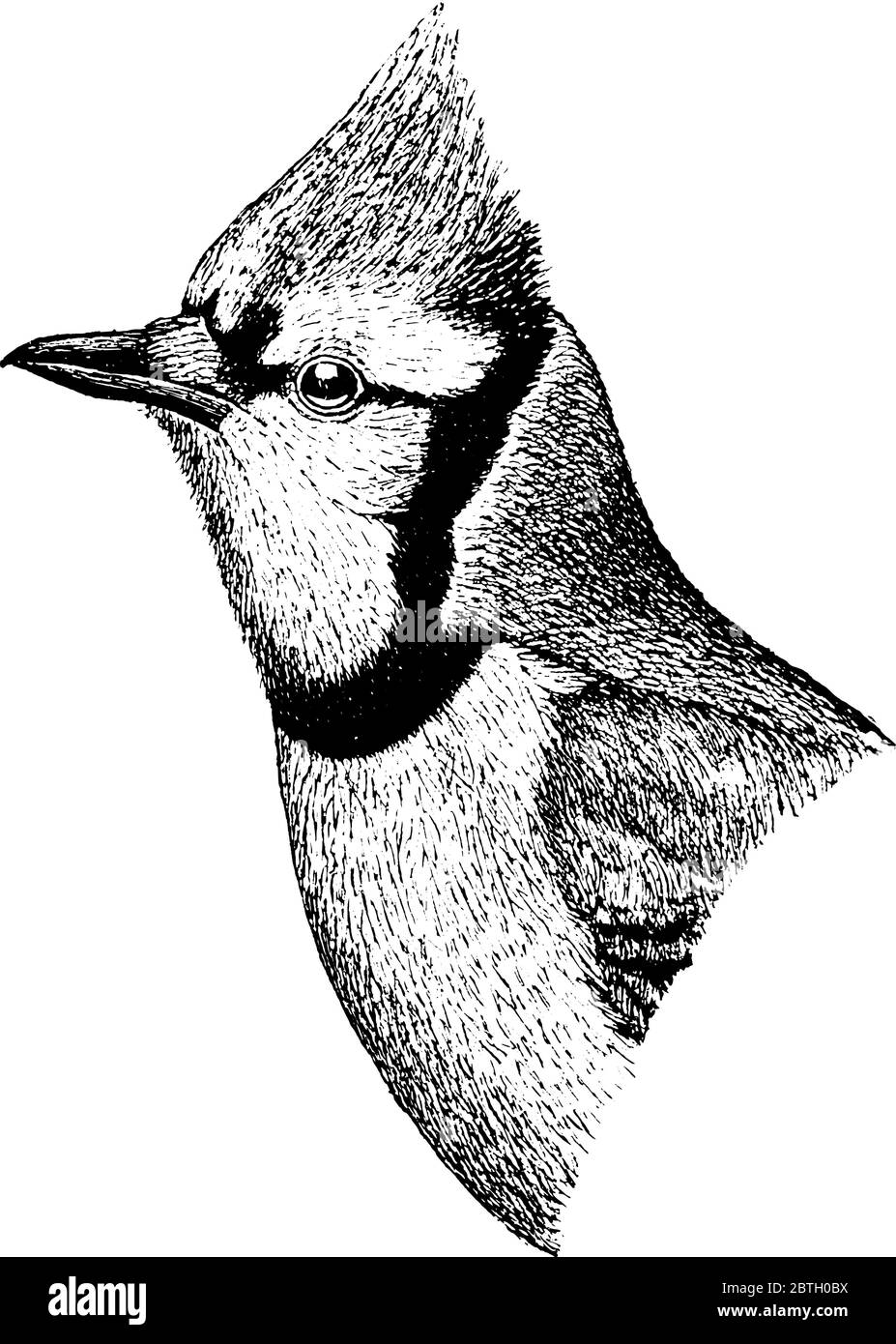 Blue Jay, a passerine bird with heavy bill and a member of the family ...