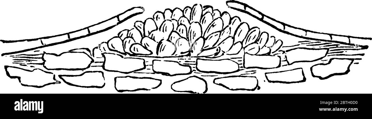 Sectional view of cyst on a rose leaf, vintage line drawing or ...