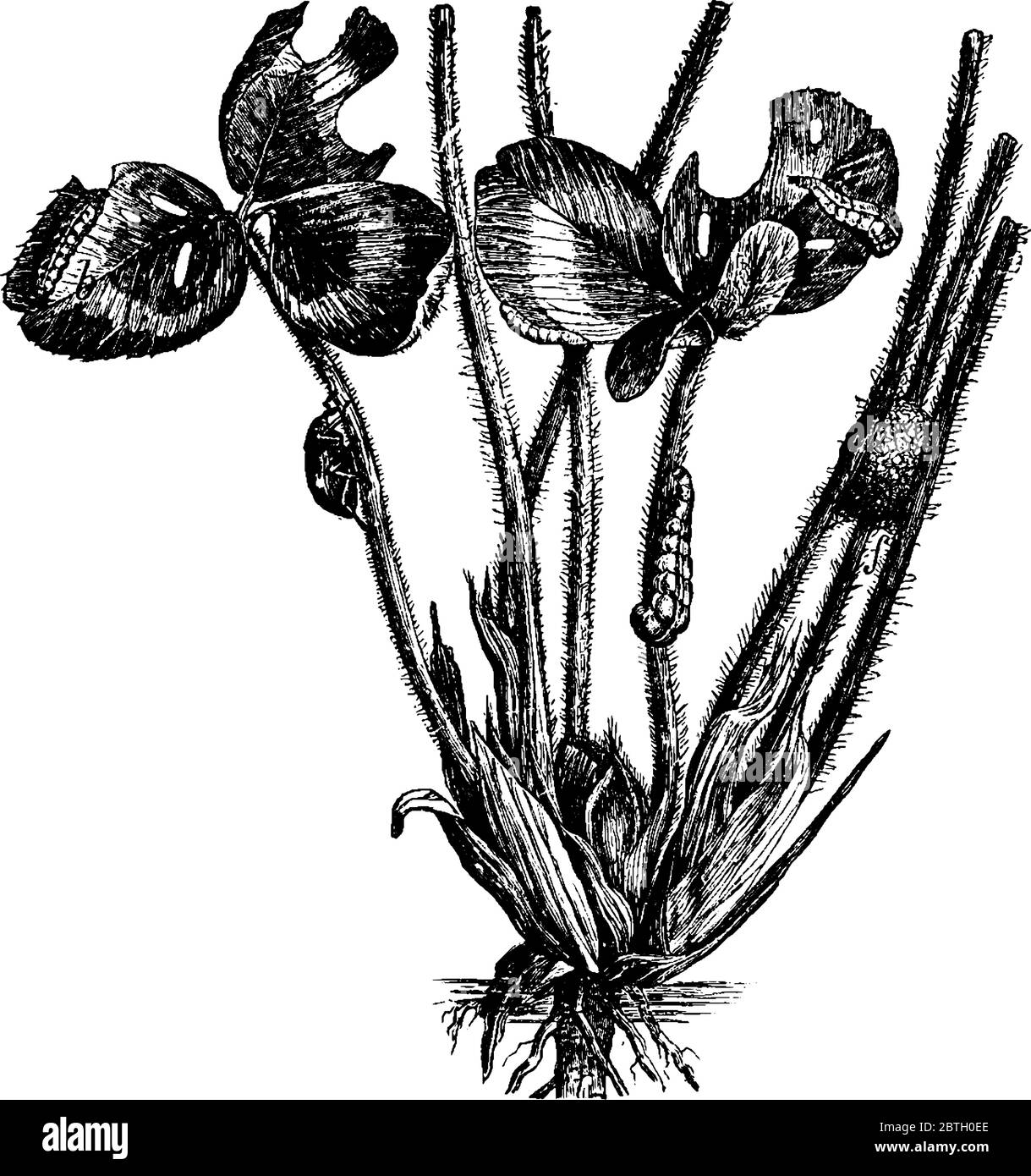 Larvae feeding Stock Vector Images - Alamy