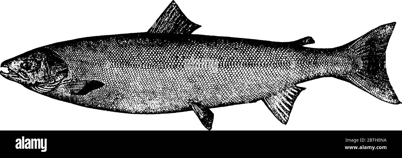 Atlantic Salmon Drawing