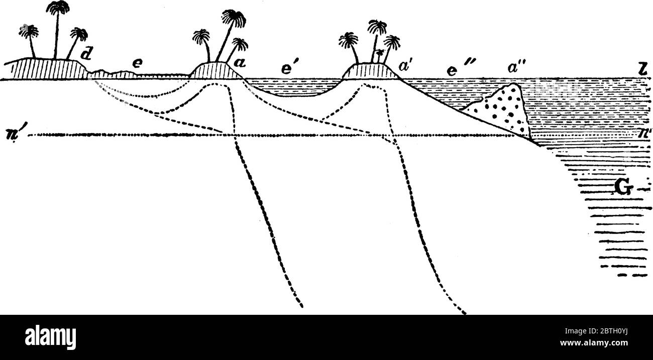 Diagrammatic section of Florida shore, vintage line drawing or ...