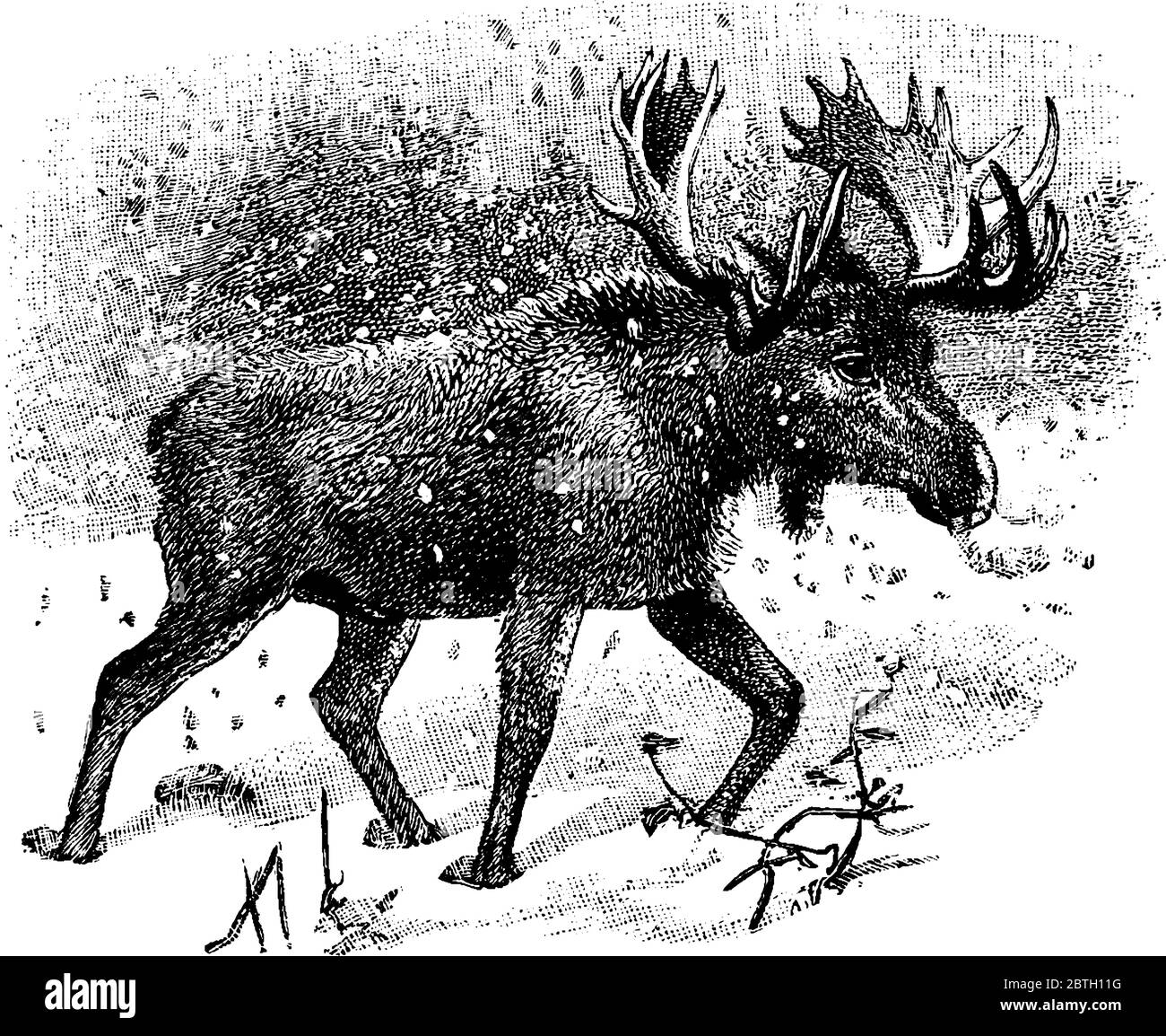 The largest member of the Cervidae family of deer, vintage line drawing ...